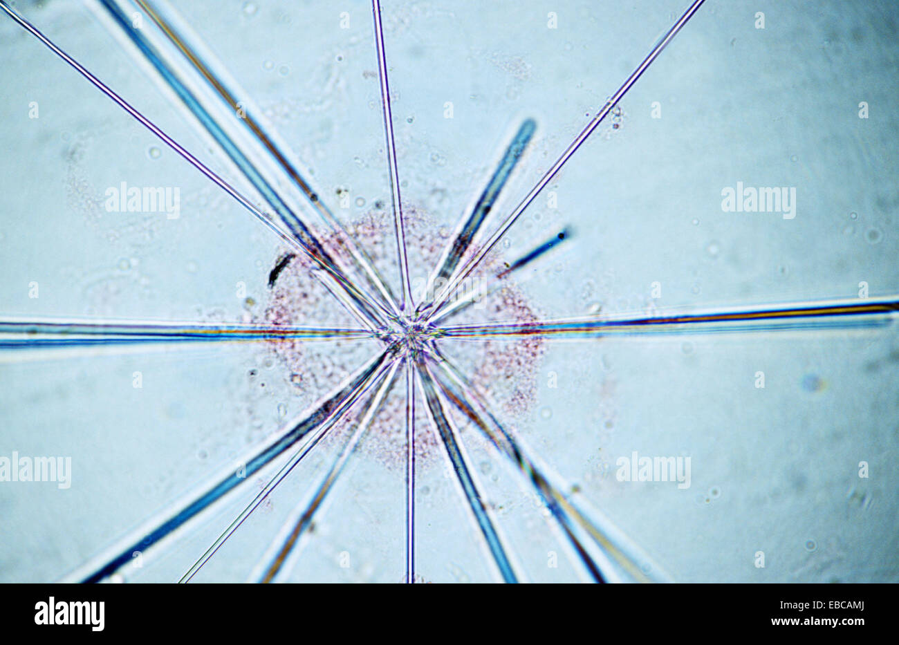 Acantharia High Resolution Stock Photography and Images - Alamy