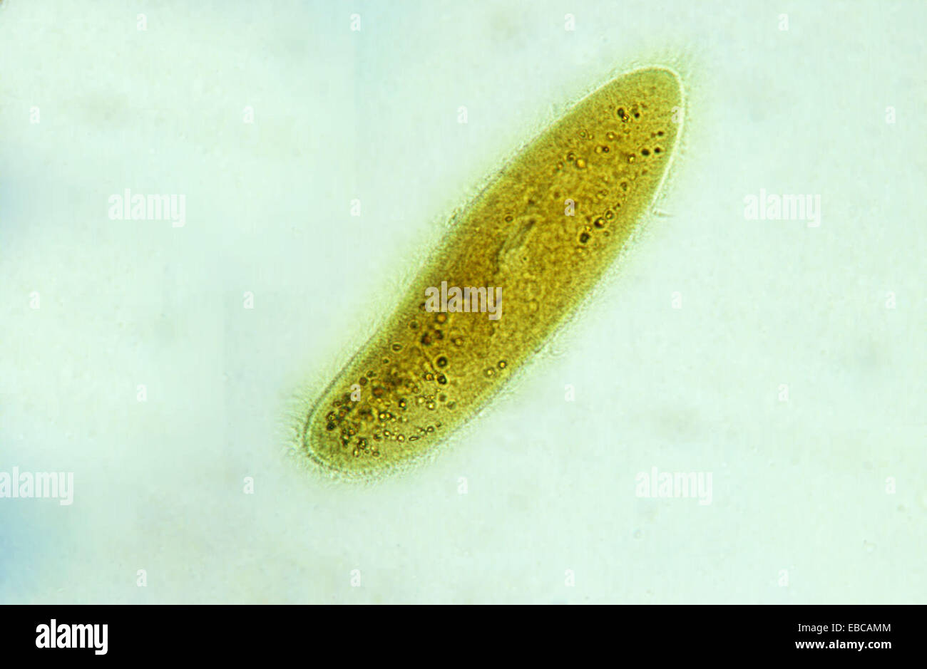 Ciliates Ciliate High Resolution Stock Photography and Images - Alamy