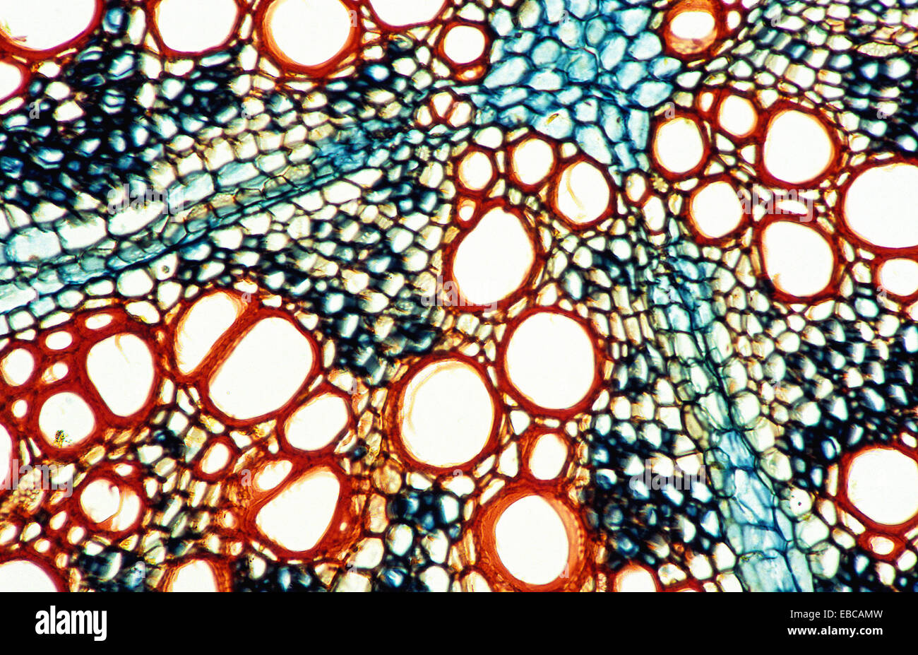 Xylem Vessel Plant High Resolution Stock Photography and Images - Alamy