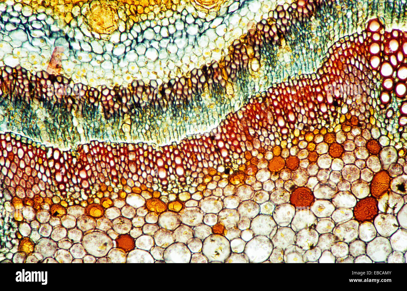 Plant Cell Microscope Stock Photos & Plant Cell Microscope Stock Images ...