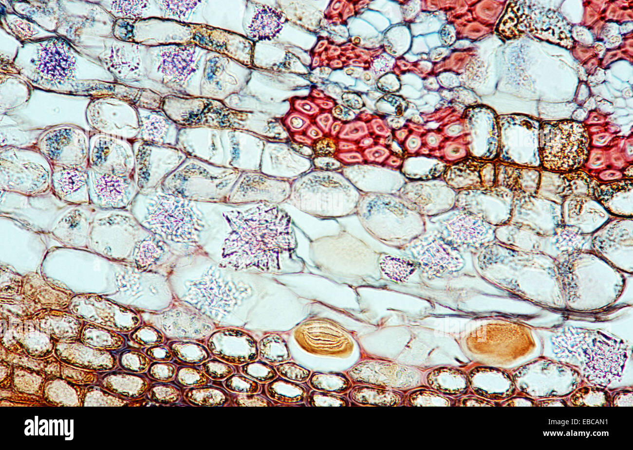 Cross Section Leaf Microscope High Resolution Stock Photography and ...