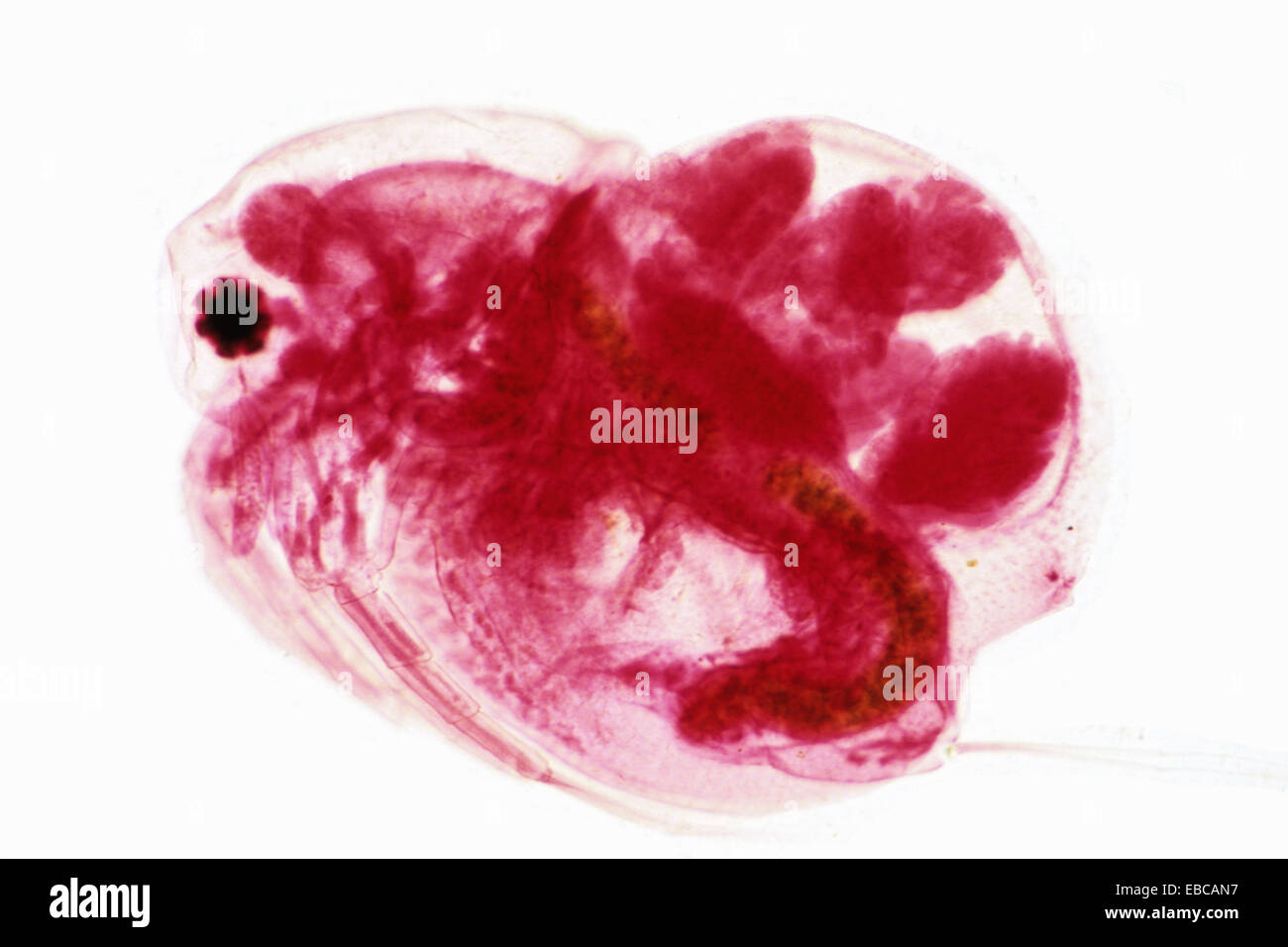 Daphnia Stock Photos & Daphnia Stock Images - Alamy
