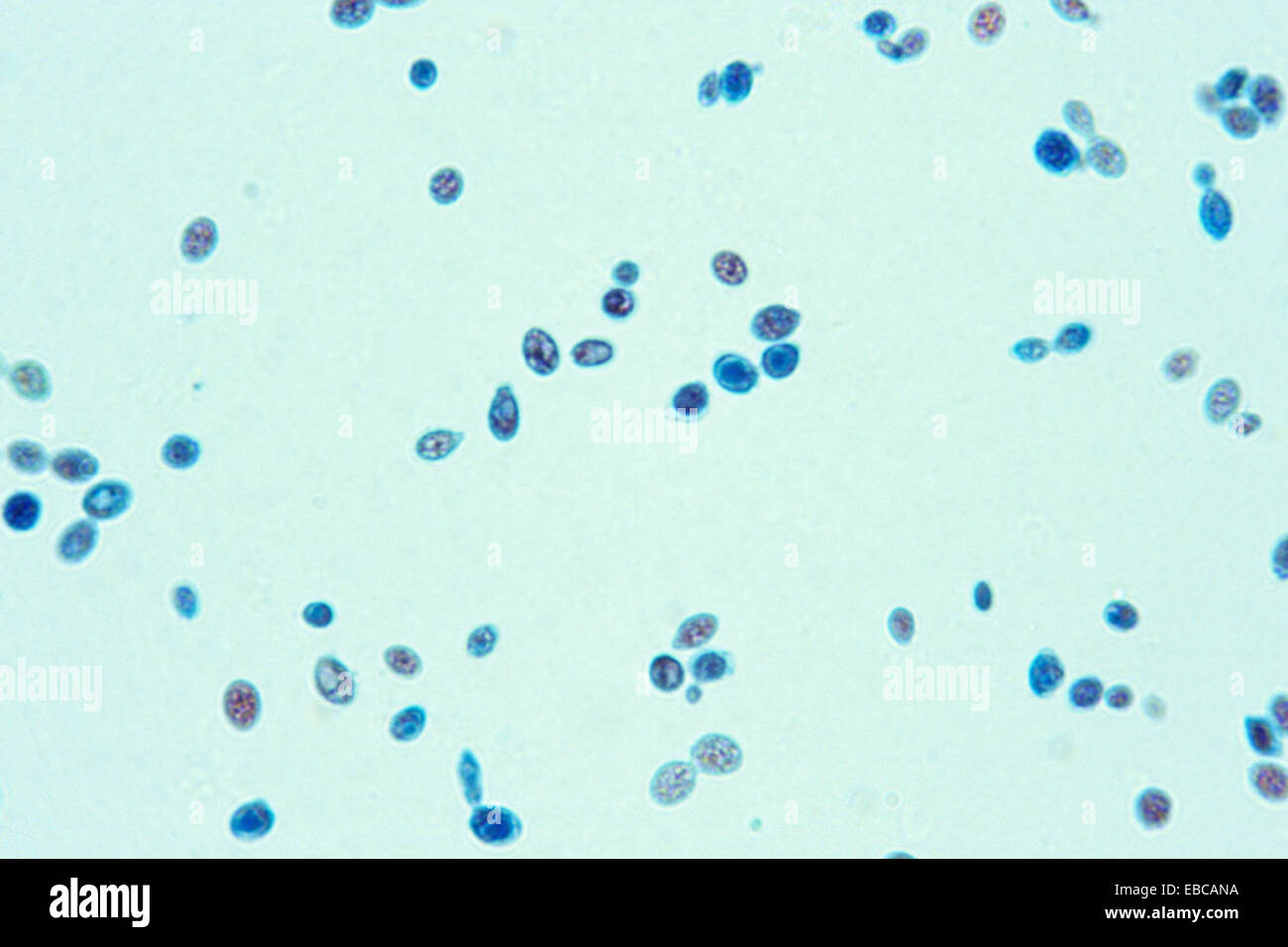 Yeast Microscope High Resolution Stock Photography and Images - Alamy