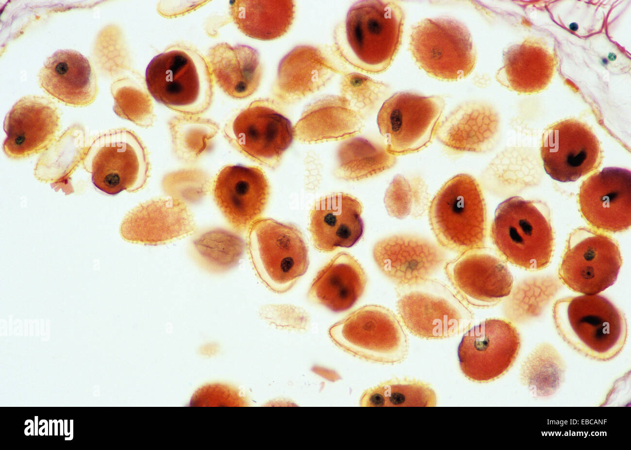 Anther And Pollen High Resolution Stock Photography and Images - Alamy