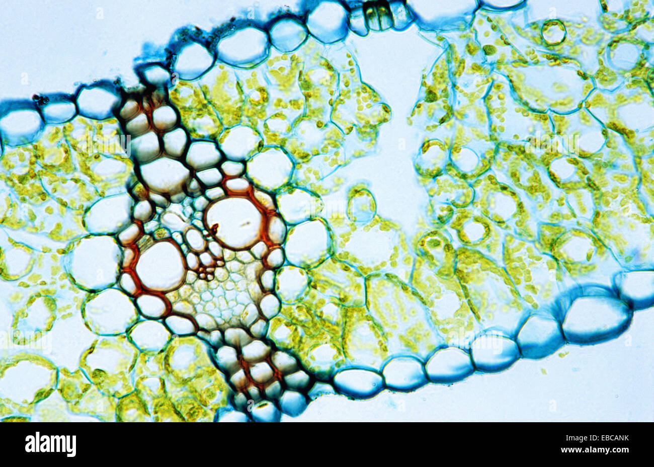 Vascular Bundle High Resolution Stock Photography and Images - Alamy