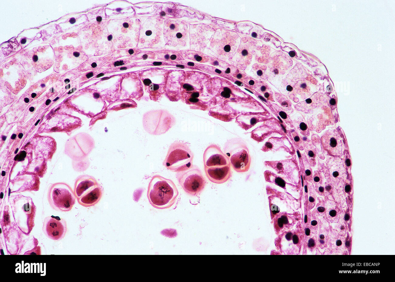 Meiosis High Resolution Stock Photography and Images - Alamy