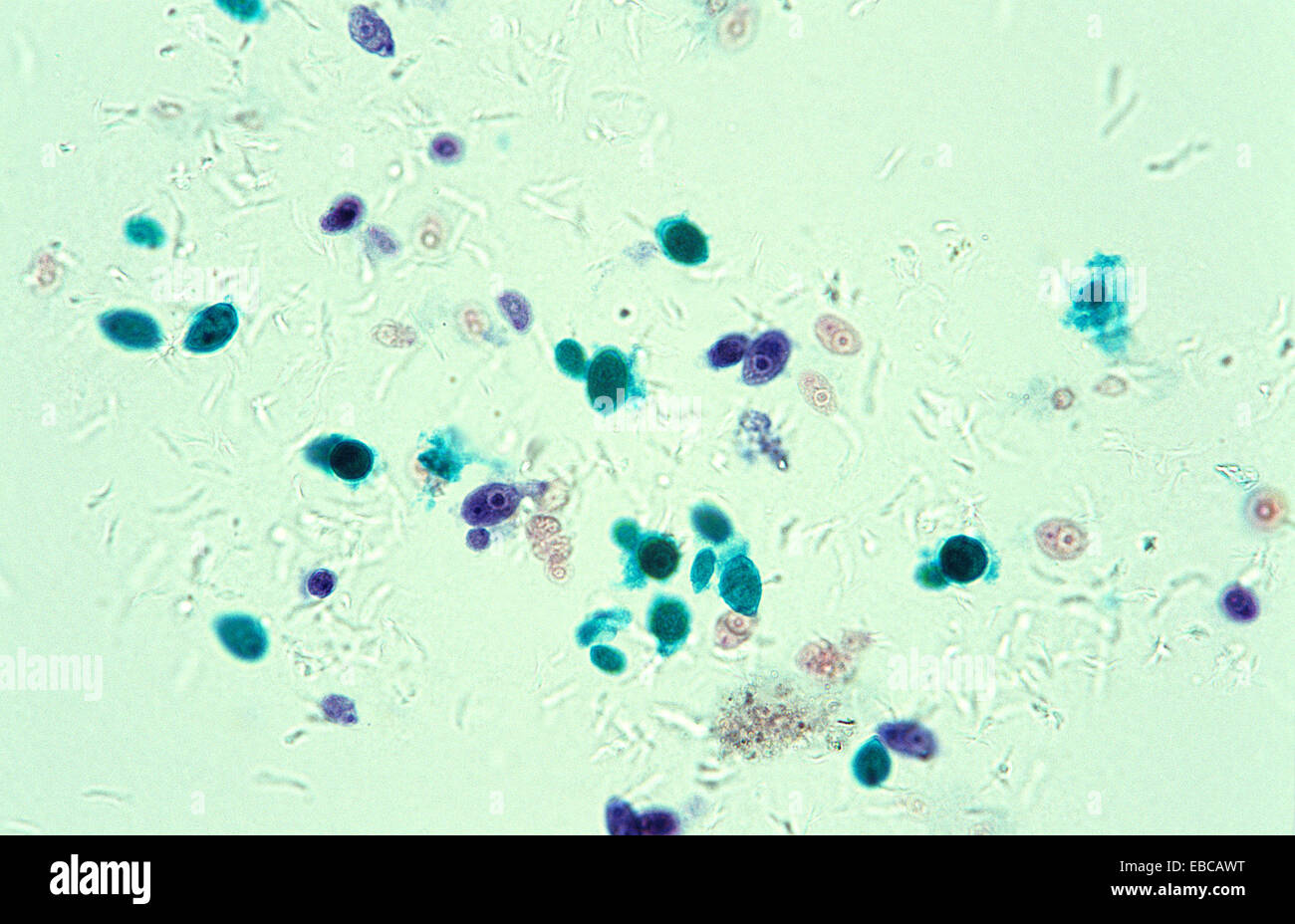Chlamydomonas High Resolution Stock Photography and Images - Alamy