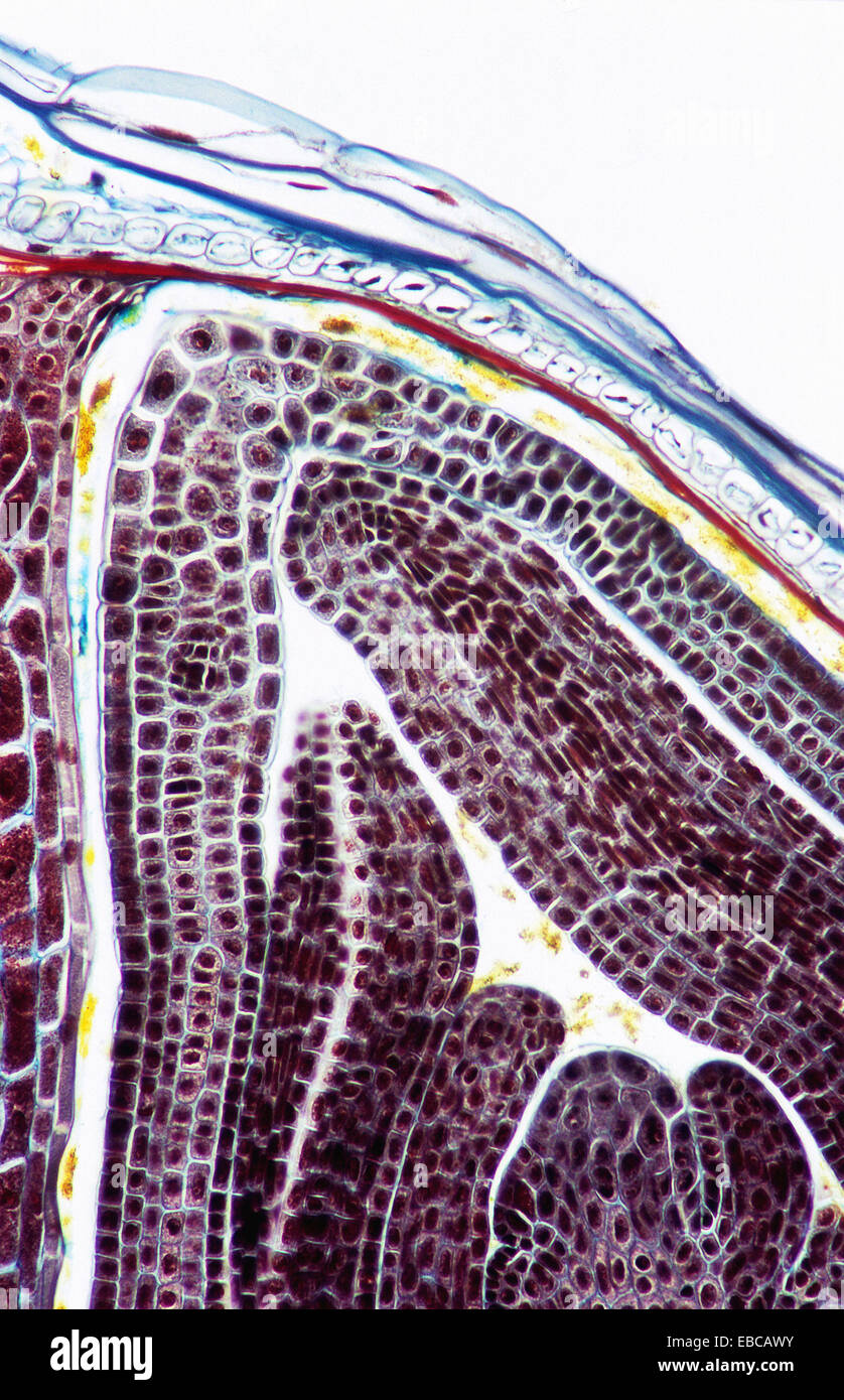 Seed Development High Resolution Stock Photography and Images - Alamy