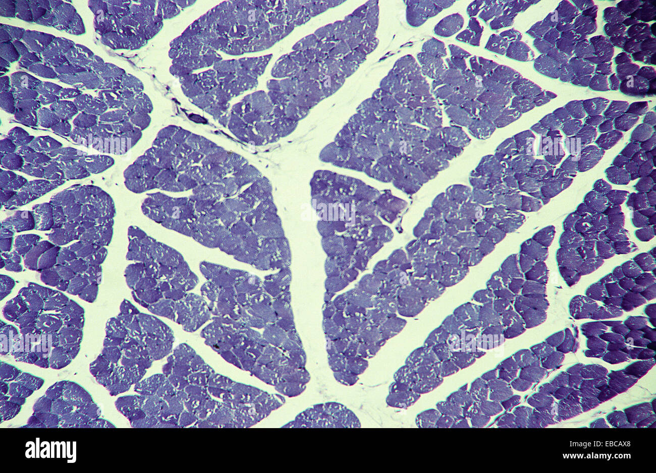 Striated Muscle Stock Photos & Striated Muscle Stock Images - Alamy