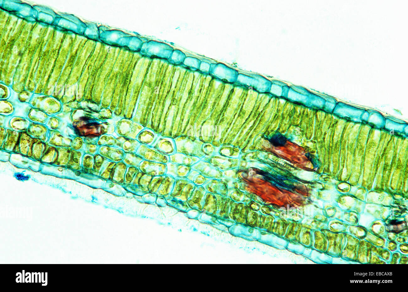 Xylem Vessel Stock Photos & Xylem Vessel Stock Images - Alamy