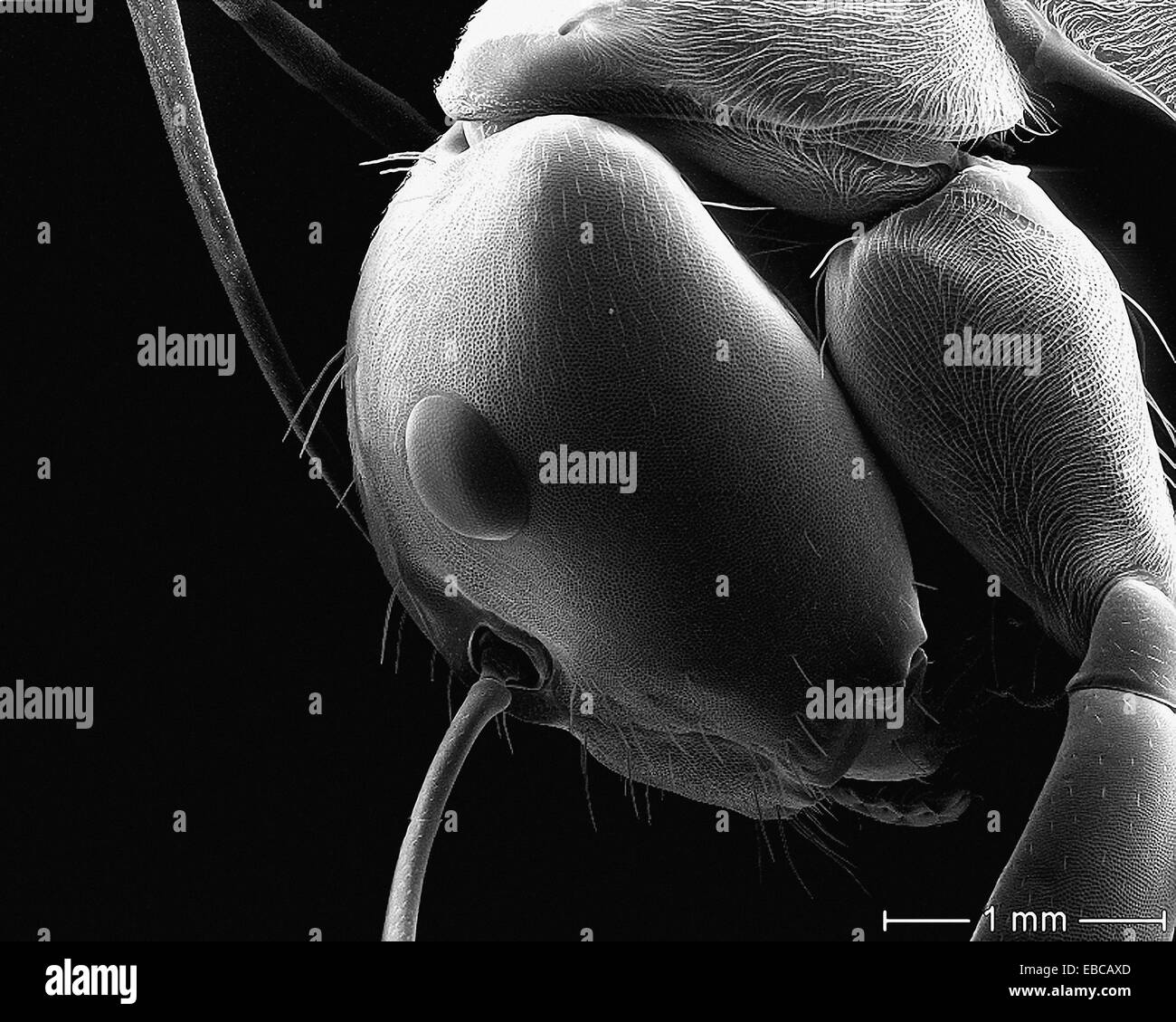Electron Microscope Black and White Stock Photos & Images - Alamy