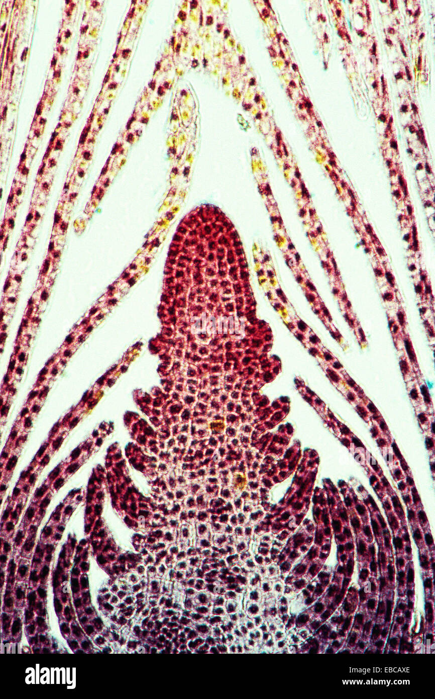 Meristematic Cell High Resolution Stock Photography and Images - Alamy