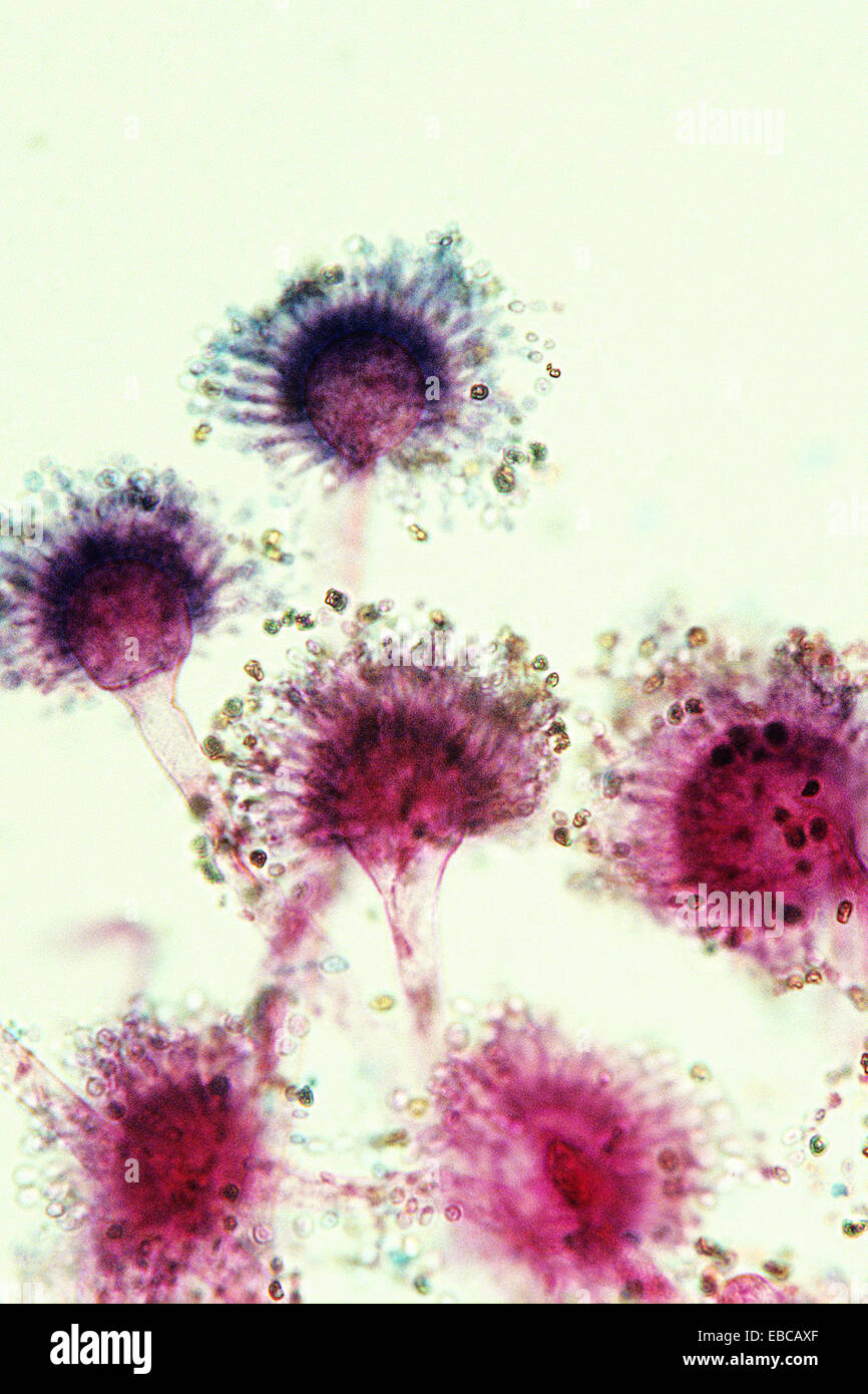 Ascus Stock Photos & Ascus Stock Images - Alamy