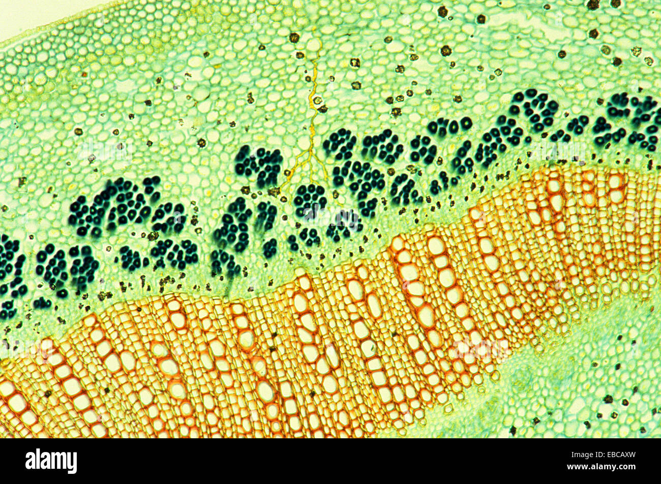 Nerium Stock Photos & Nerium Stock Images - Alamy