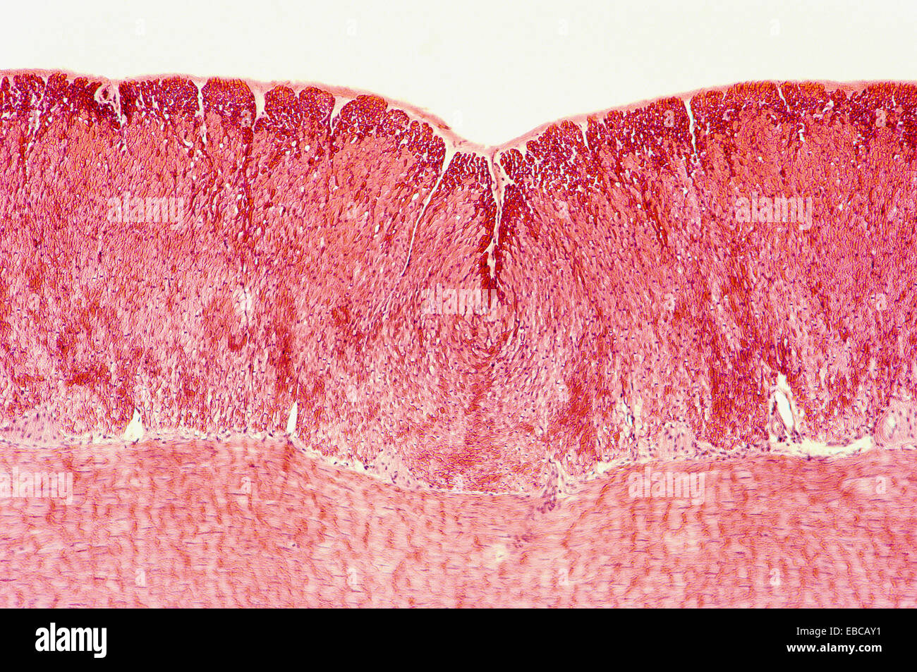Animal Tongue Histology High Resolution Stock Photography and Images ...
