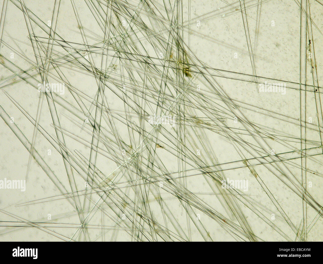 Siliceous Stock Photos & Siliceous Stock Images - Alamy