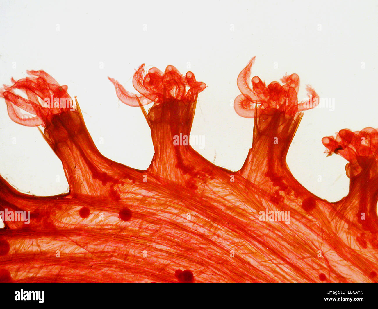 Pennatula Phosphorea High Resolution Stock Photography and Images - Alamy