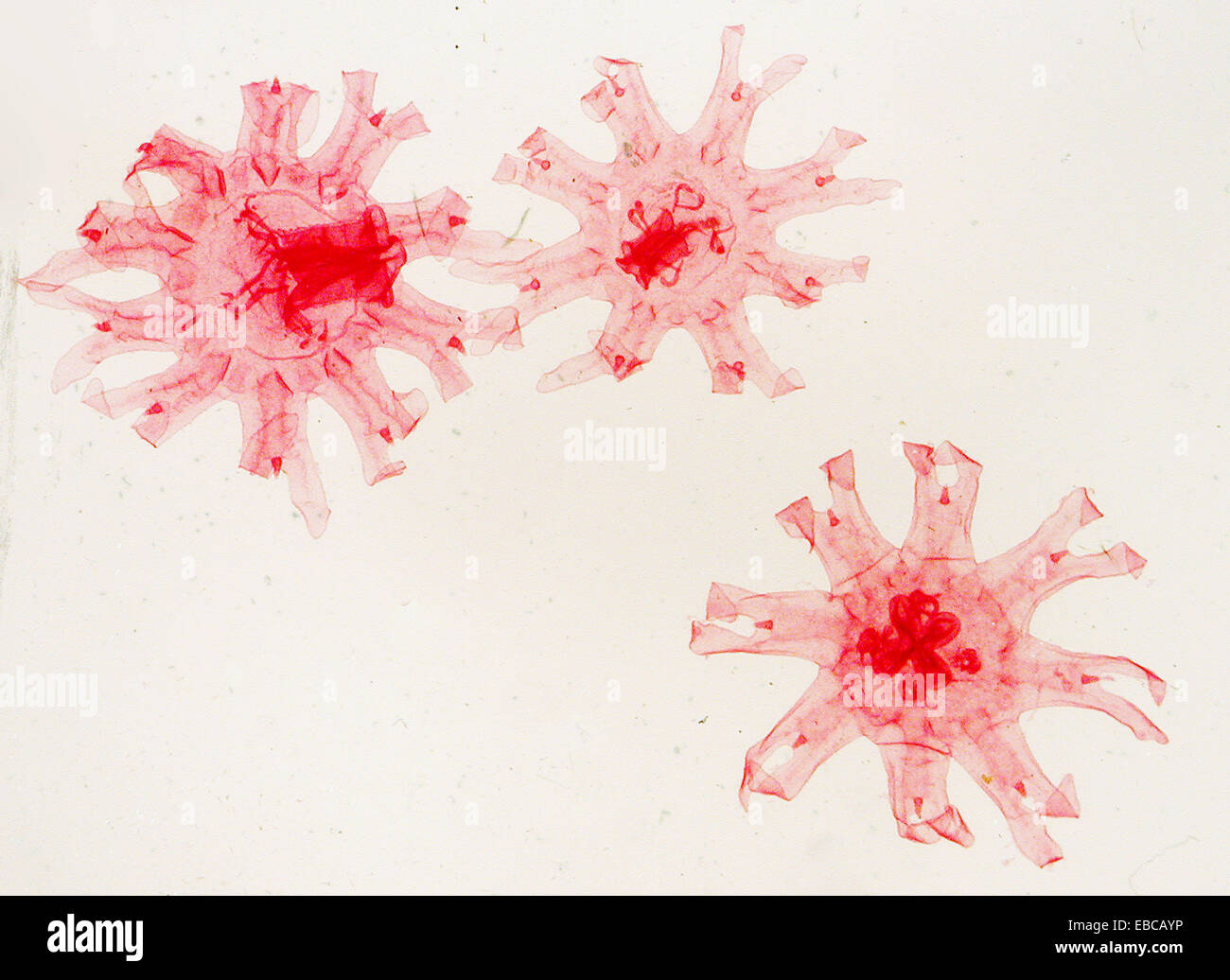 Ephyra High Resolution Stock Photography and Images - Alamy