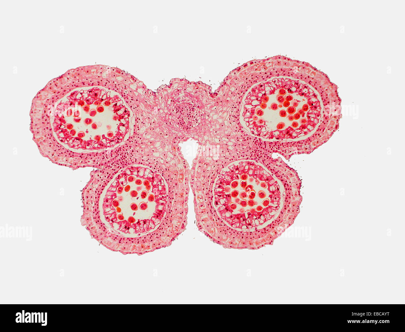 Anther And Pollen High Resolution Stock Photography and Images - Alamy