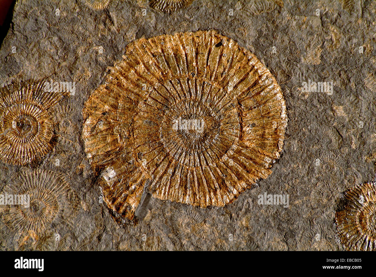 Devonian Fossil High Resolution Stock Photography and Images - Alamy
