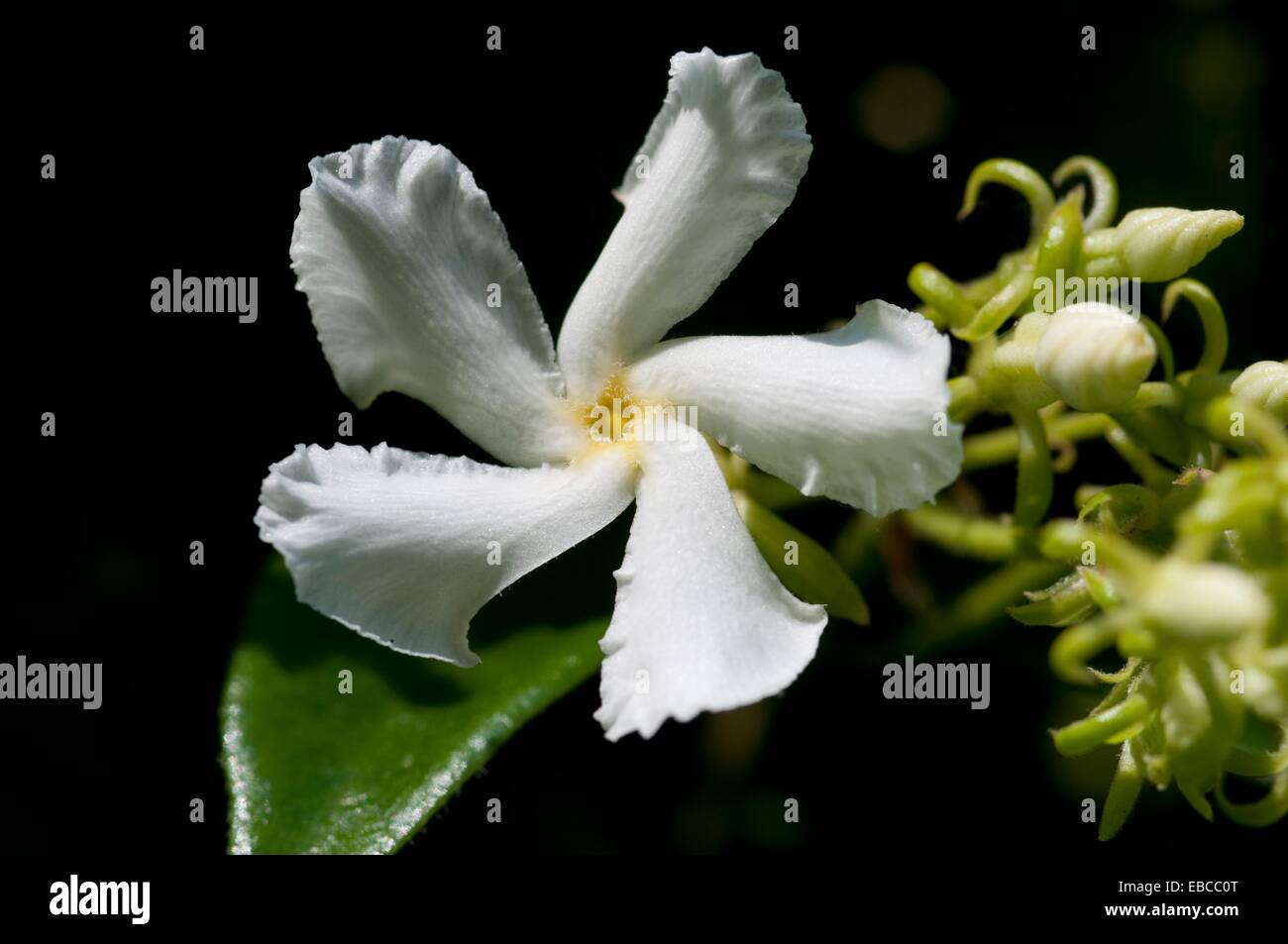 Star jasmine wall hi-res stock photography and images - Alamy