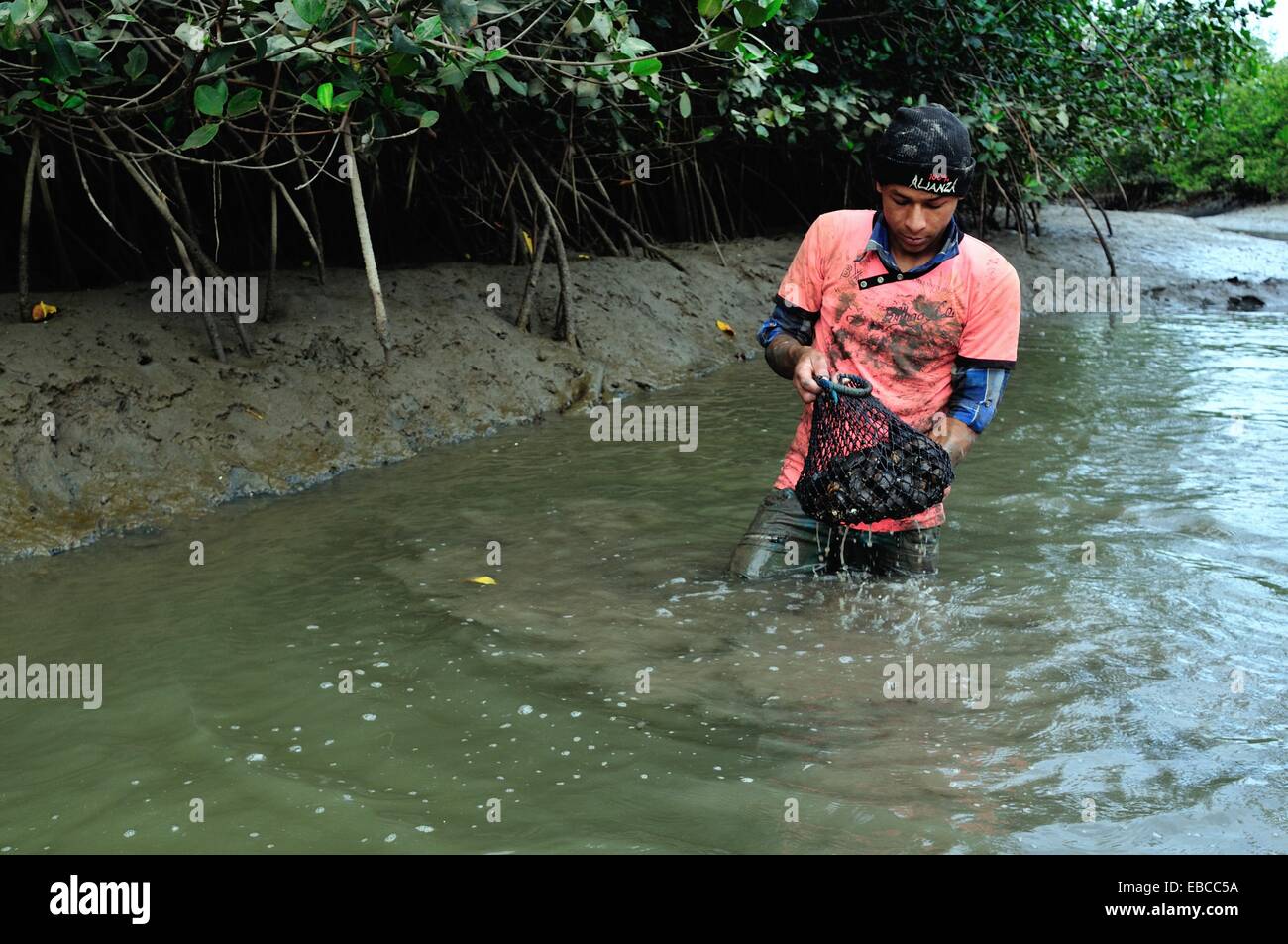 Washing Black shells - Mangroves in PUERTO PIZARRO . Department of ...