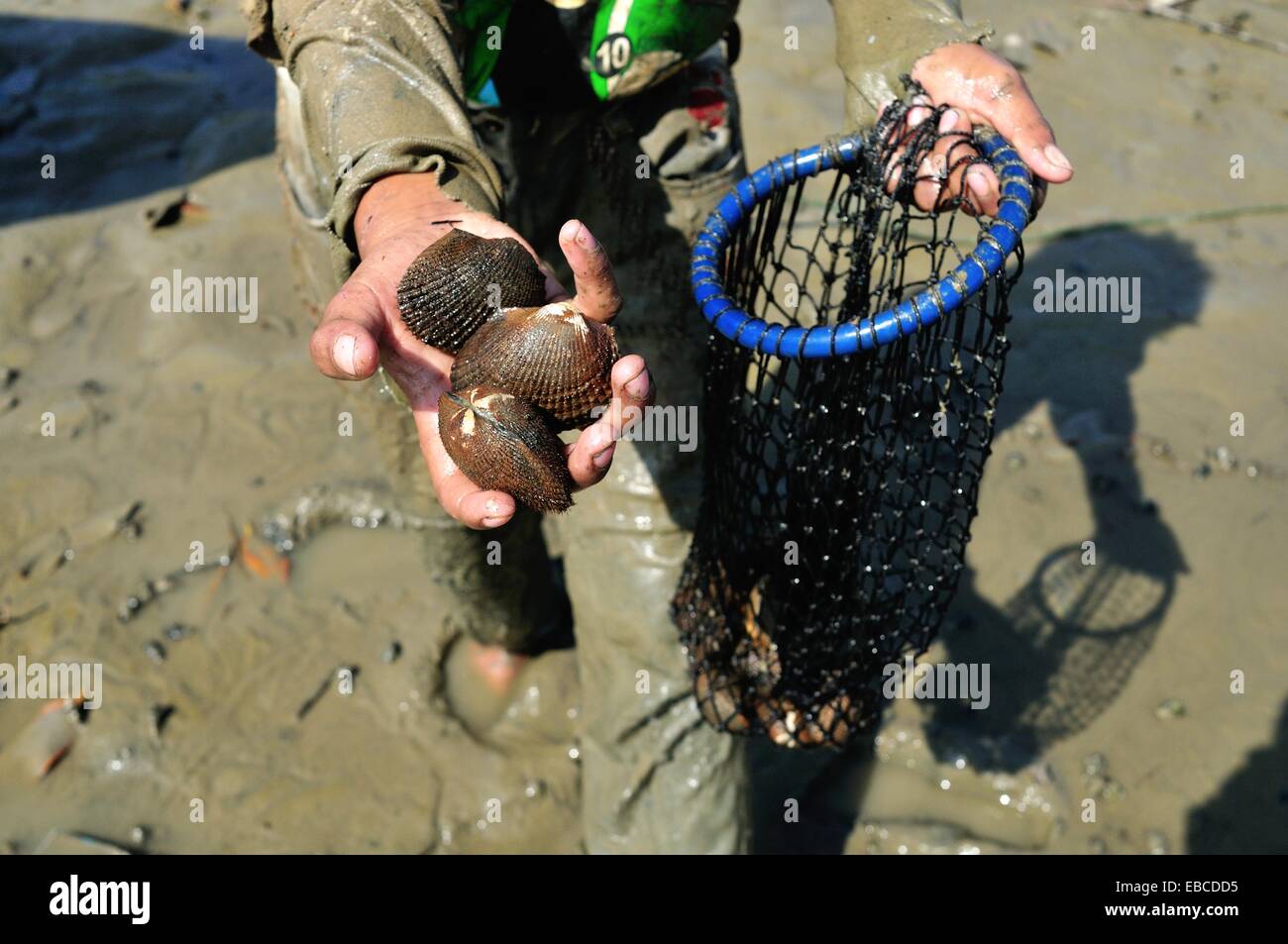 Black shells - Mangroves in PUERTO PIZARRO . Department of Tumbes .PERU ...