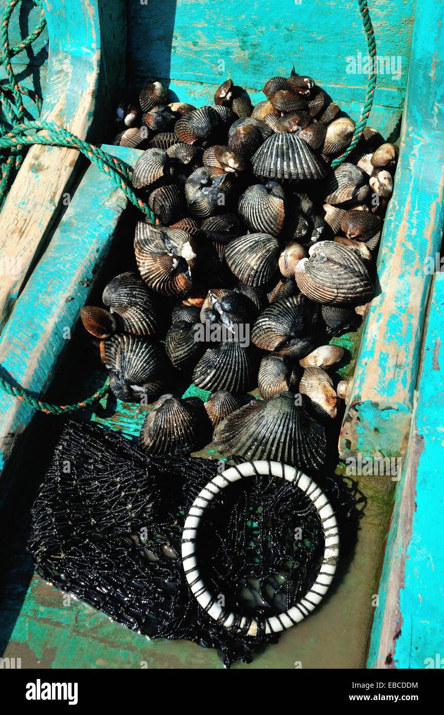 Black shells - Mangroves in PUERTO PIZARRO . Department of Tumbes .PERU ...