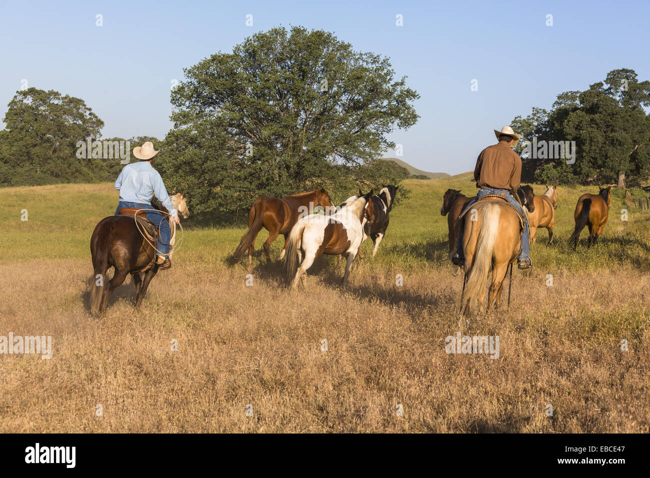 Cowboy rounding up horses hi-res stock photography and images - Alamy