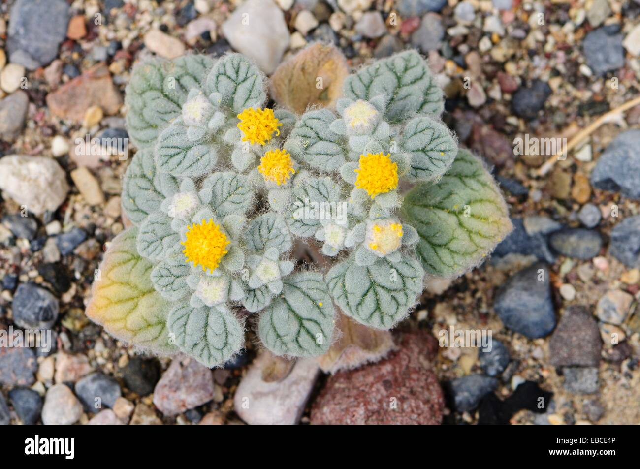 Velvet turtleback hi-res stock photography and images - Alamy