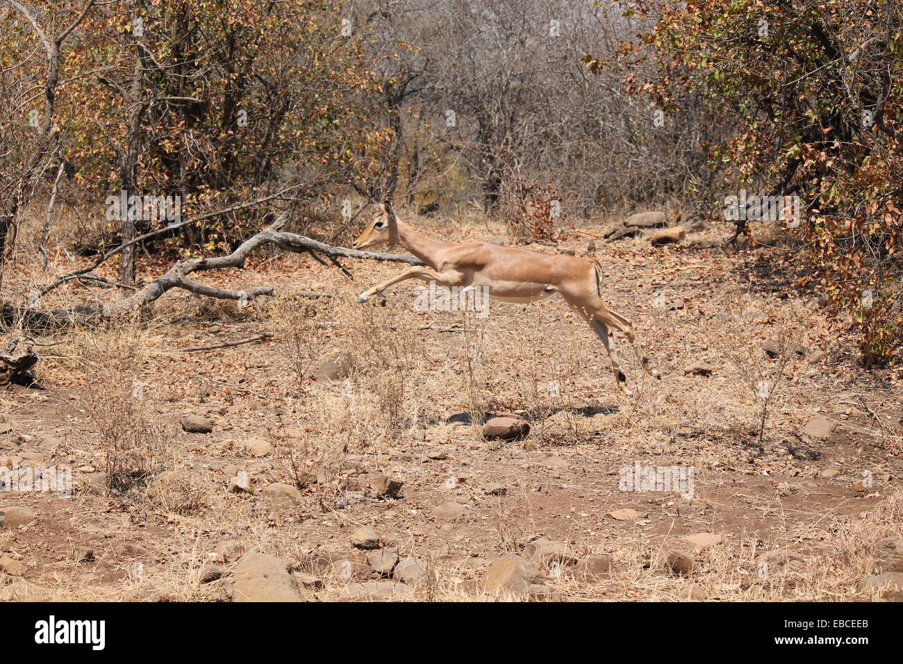 Antelope jumping hi-res stock photography and images - Alamy