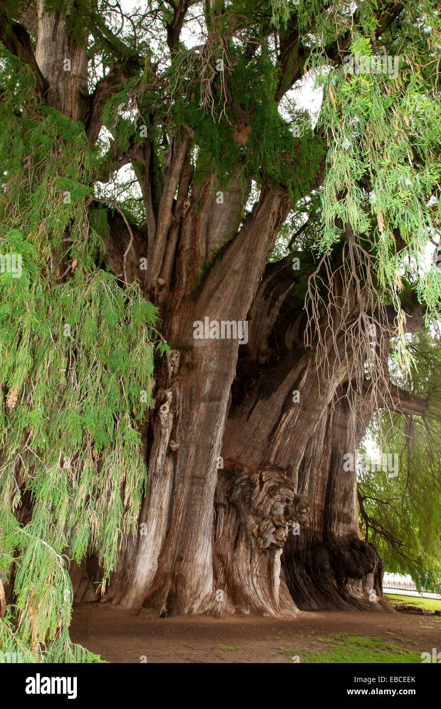 Tule Tree at Oaxaca, Mexico: The biggest tree of the world Stock Photo ...