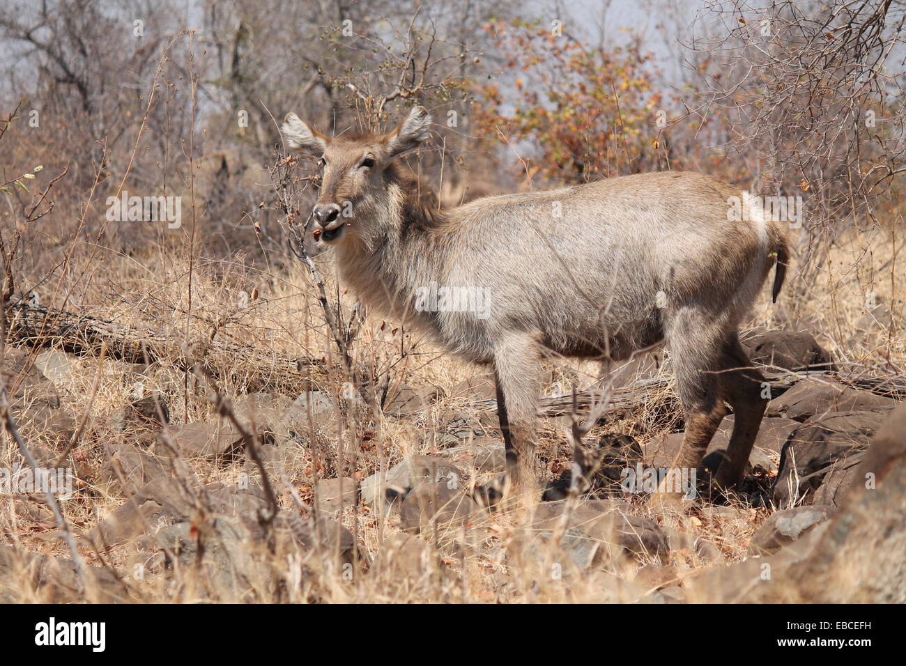 Female waterbuck in kruger national park hi-res stock photography and ...