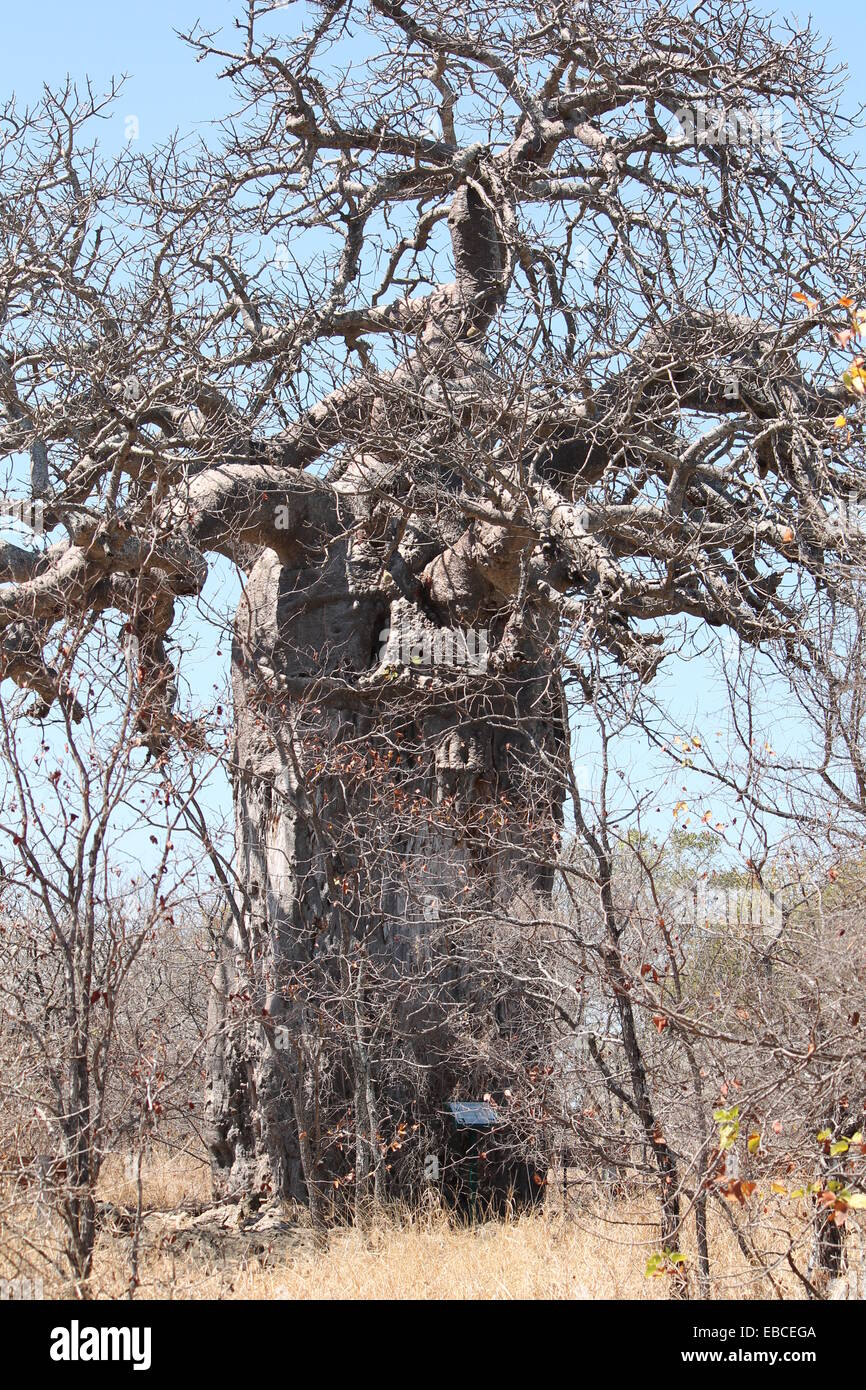 Old baobab tree hi-res stock photography and images - Alamy