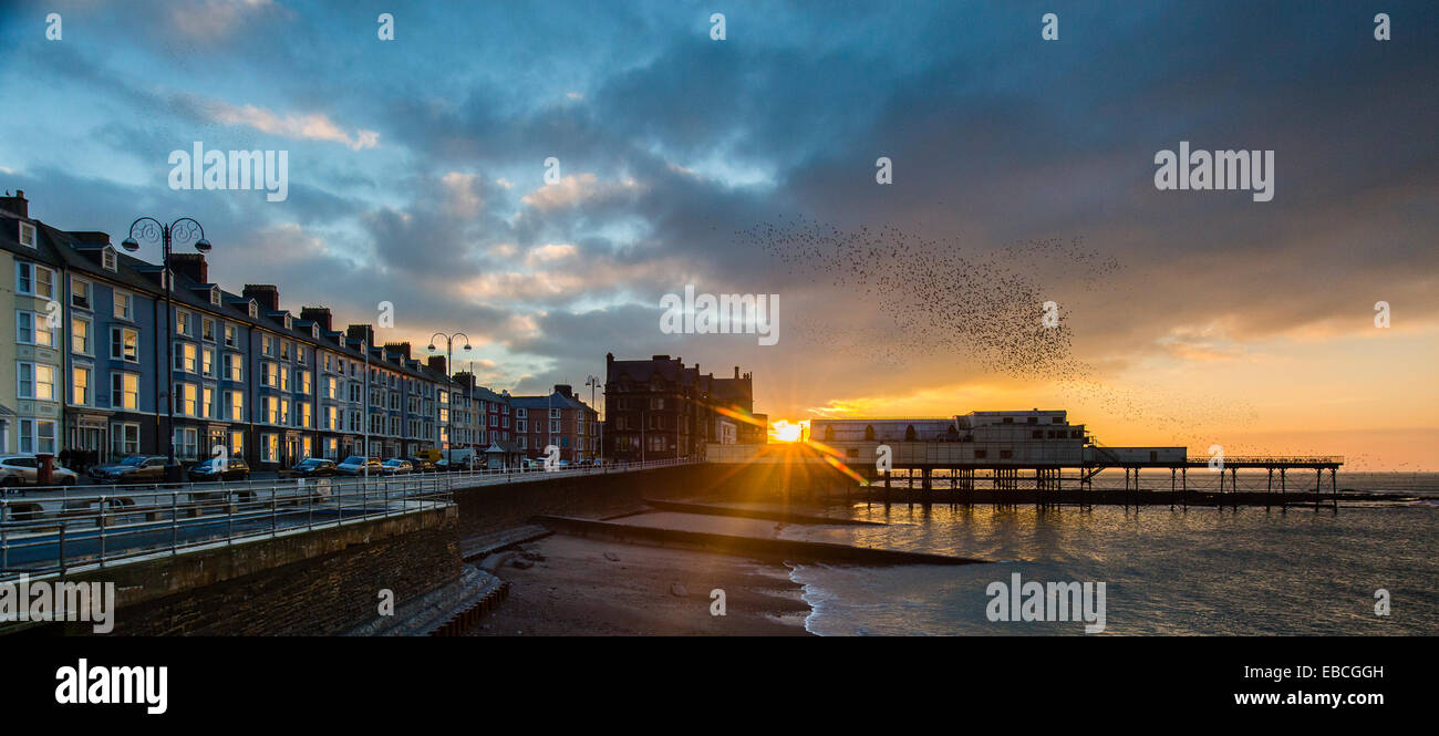 An Urban Murmuration of starlings at Sunset over Aberystwyth pier Stock ...