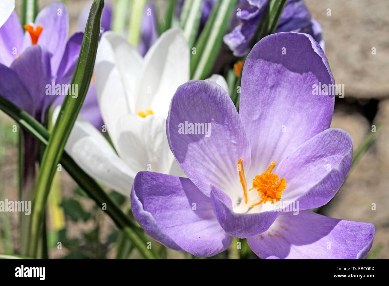 White and lilac crocus opening in a garden Stock Photo - Alamy