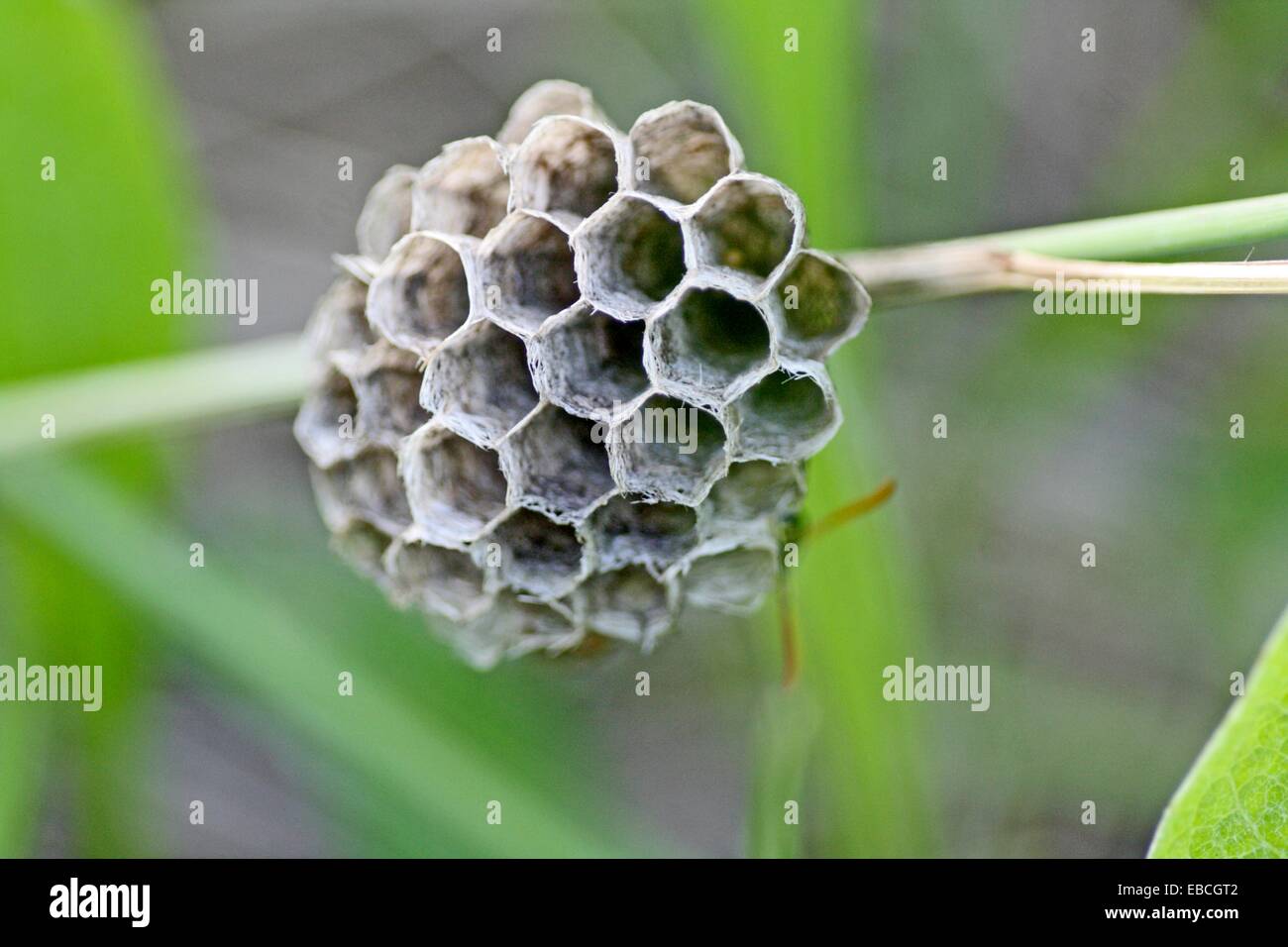 Paper Wasp Nest High Resolution Stock Photography and Images - Alamy