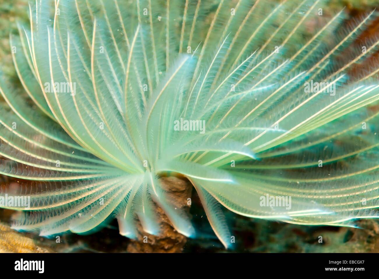Sea Plume Coral High Resolution Stock Photography and Images - Alamy