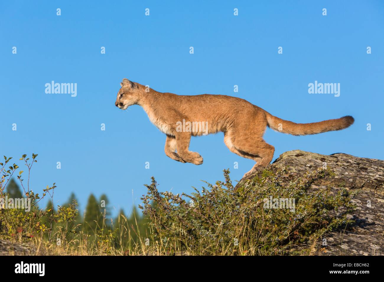 Black Puma Cat Jumping