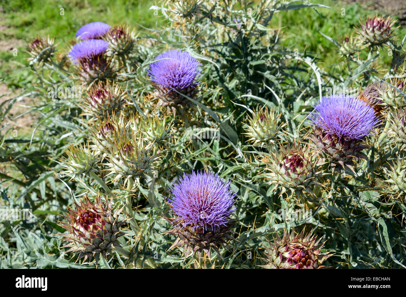 Thistle flowers hi-res stock photography and images - Alamy