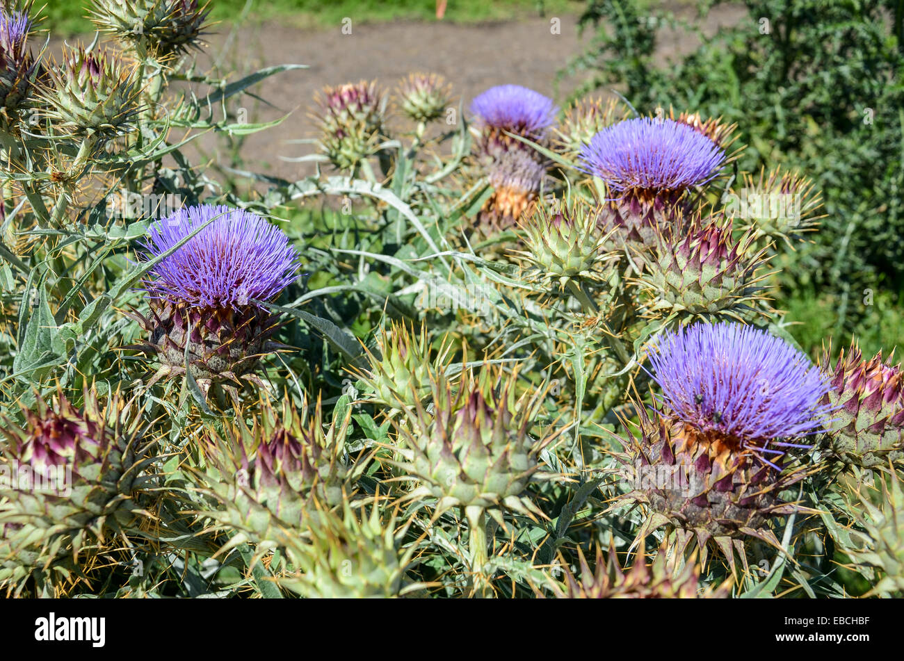 Violet thistle flowers in a country landscape in San Ramon, Canelones ...