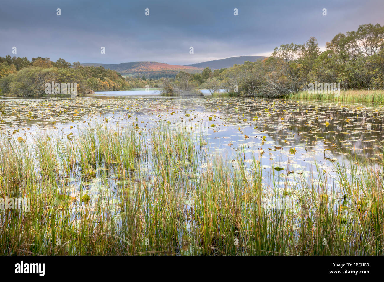 Loch Kinord Lilies at the Muir of Dinnet in Scotland Stock Photo - Alamy
