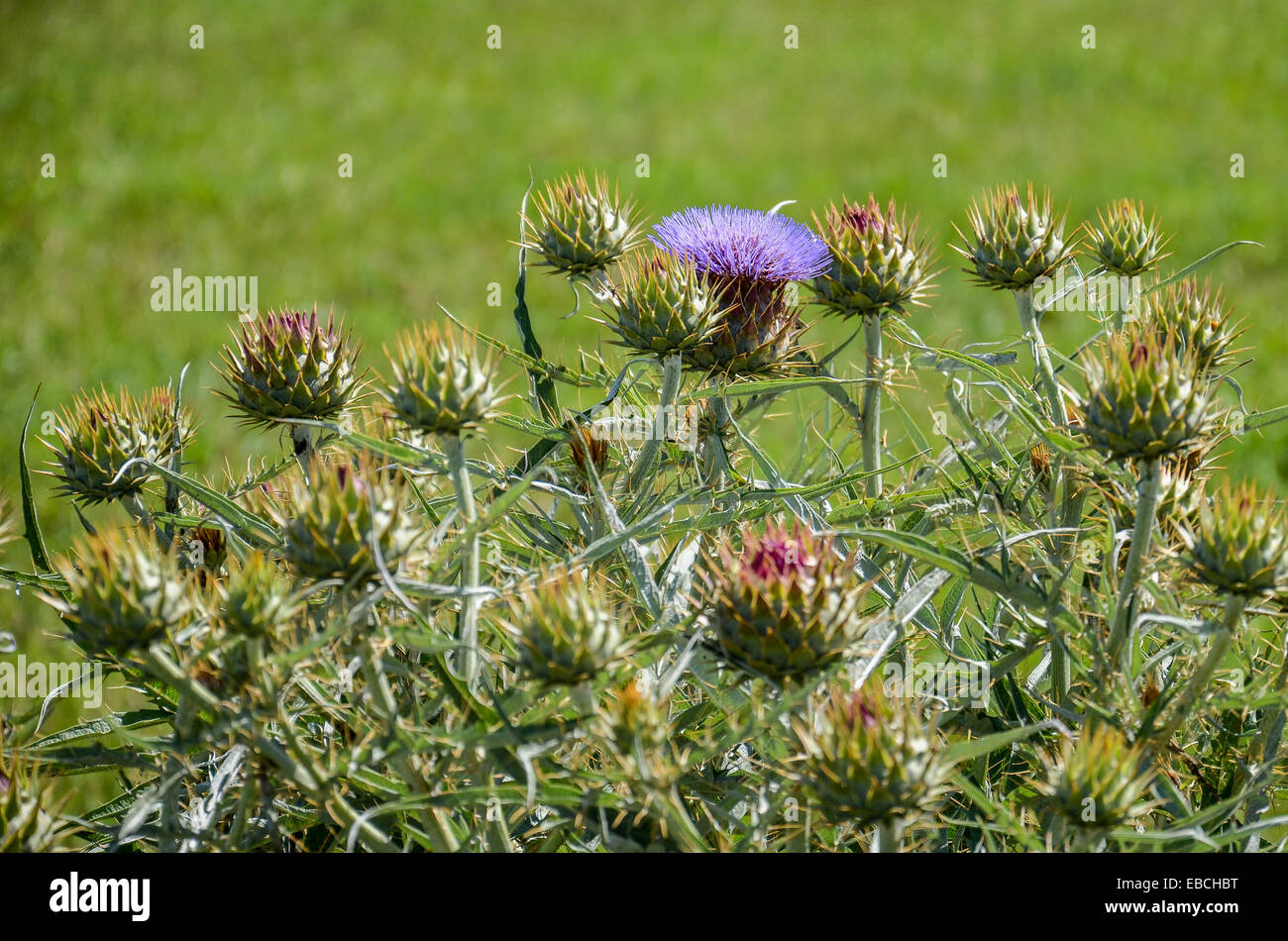 Violet thistle flowers in a country landscape in San Ramon, Canelones ...