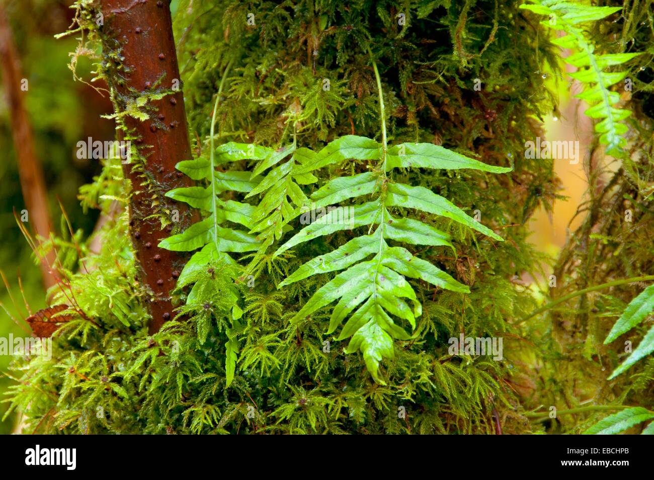 Polypodium Glycyrrhiza Stock Photos & Polypodium Glycyrrhiza Stock ...