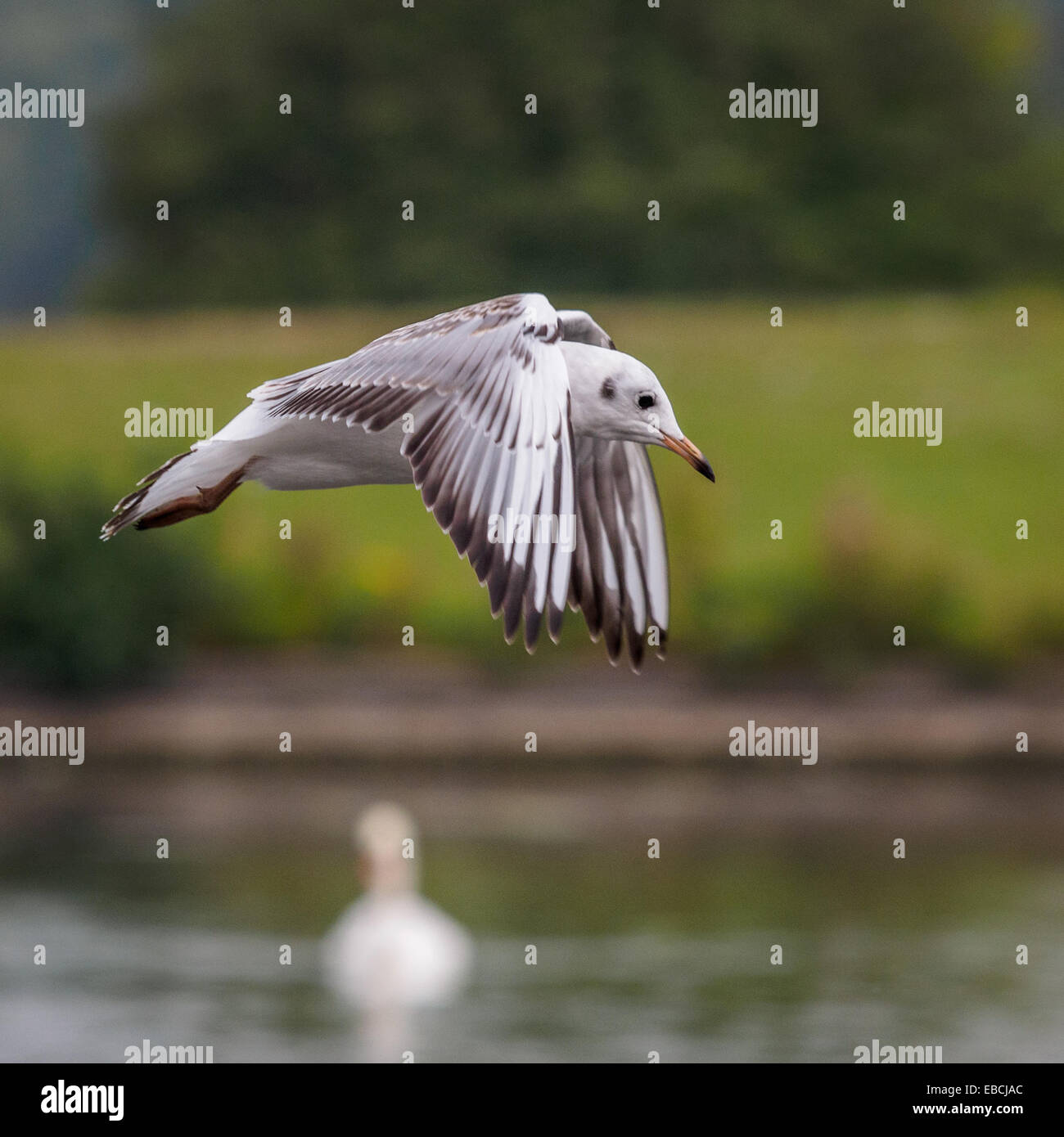 Sadgull. Seamingly sad gull Stock Photo - Alamy