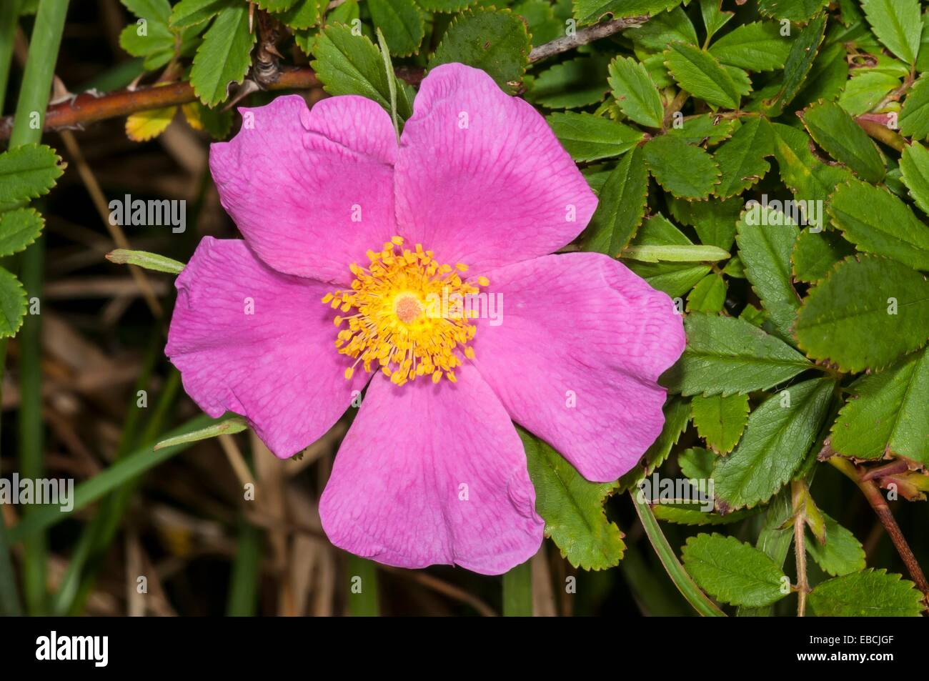 Rosa palustris hi-res stock photography and images - Alamy