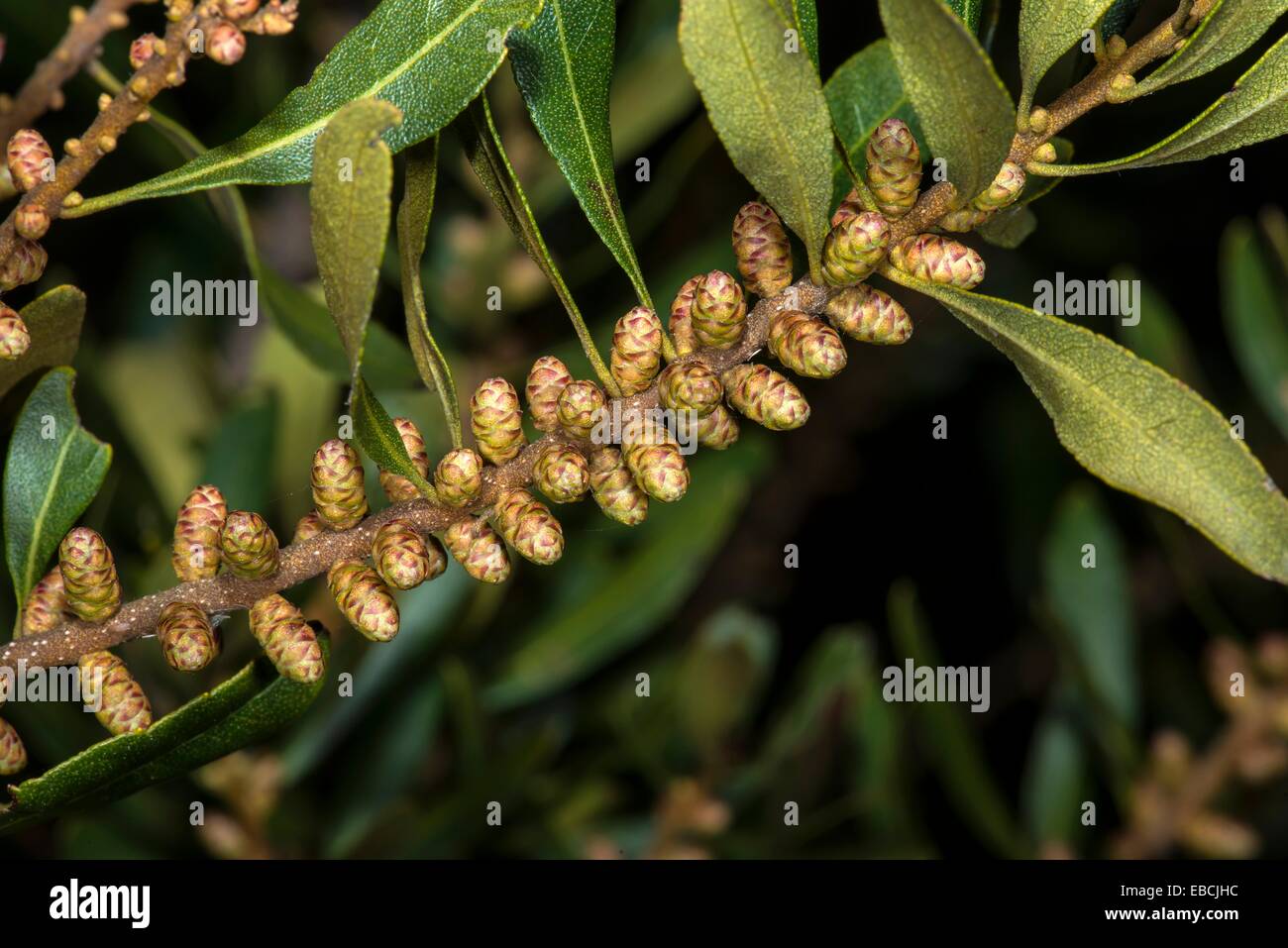 Wax myrtle hi-res stock photography and images - Alamy