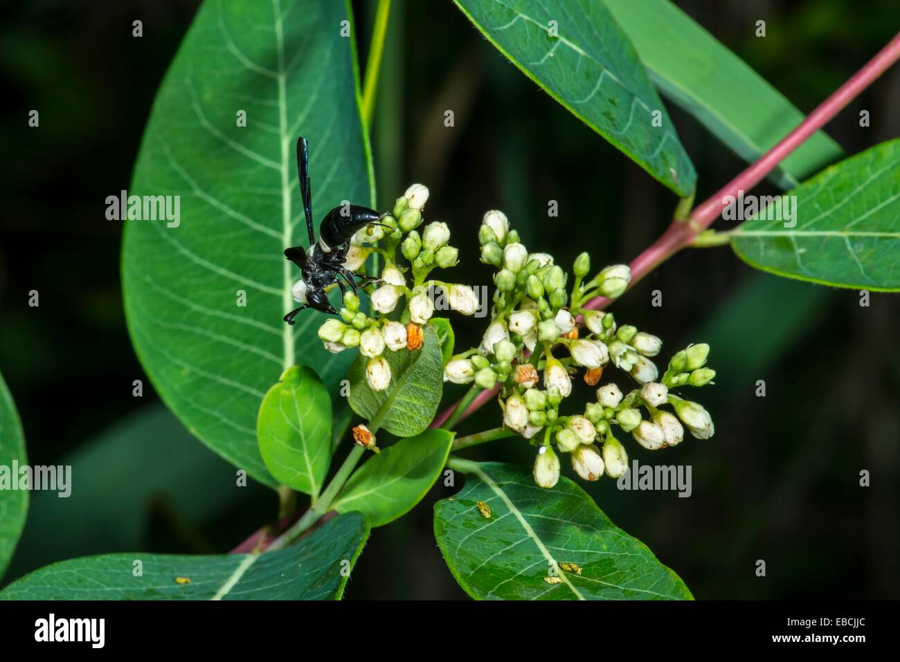 Quadridens hi-res stock photography and images - Alamy