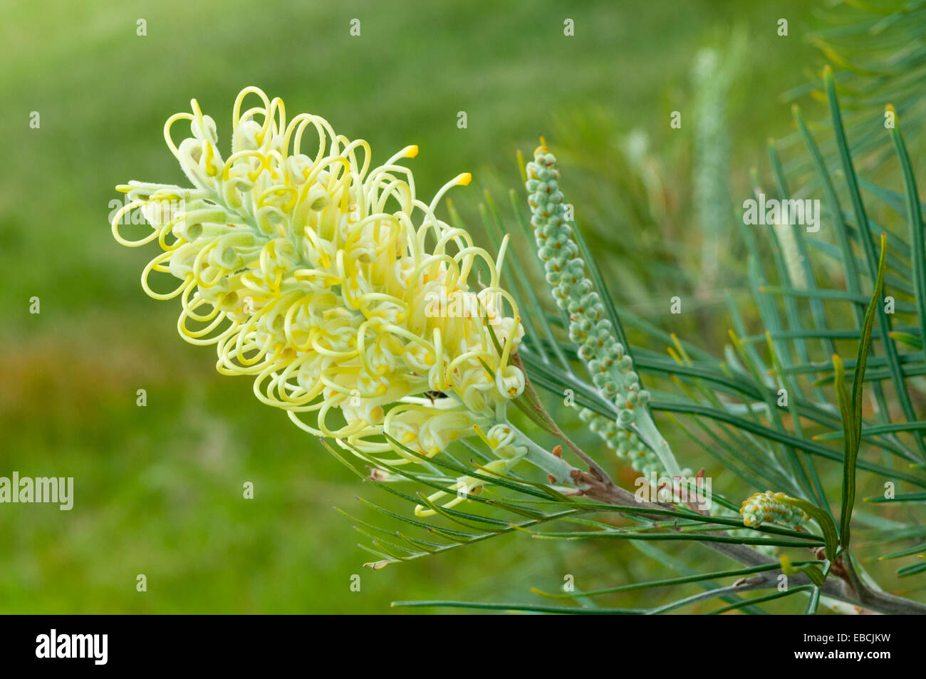 Grevillea tree hi-res stock photography and images - Alamy