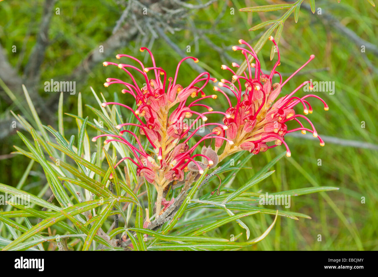 Red banks conservation reserve hi-res stock photography and images - Alamy
